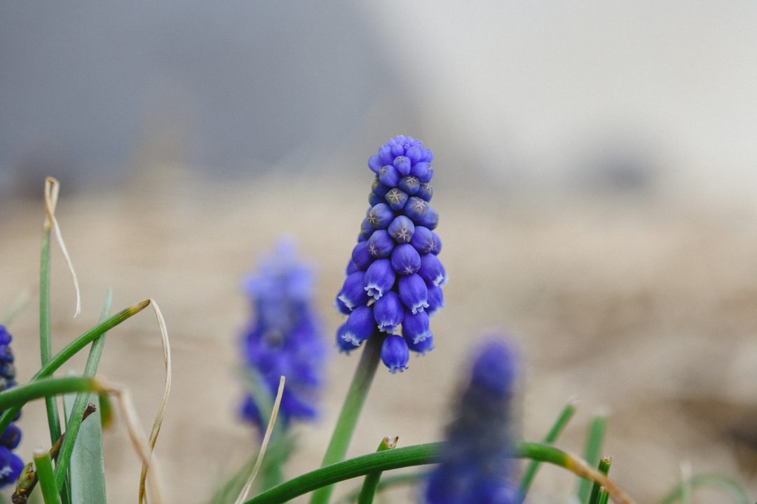 7 Best Apology Flowers to Say "I'm Sorry" | Bouqs Blog