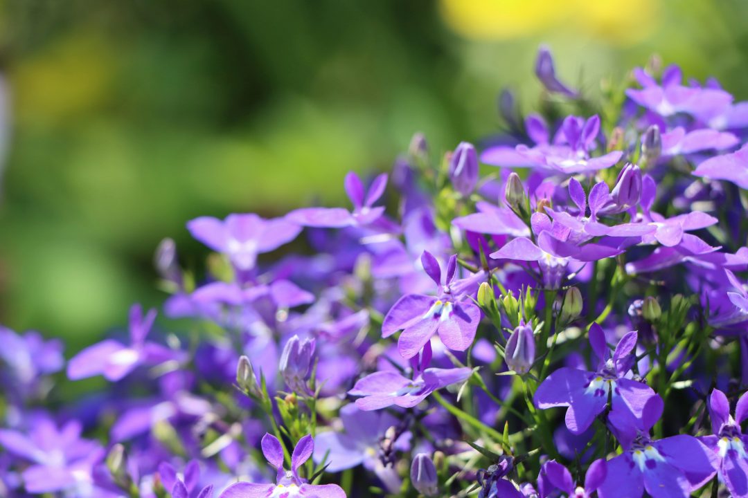 37 Best Spring Flowers: Images & Planting Info | Bouqs Blog