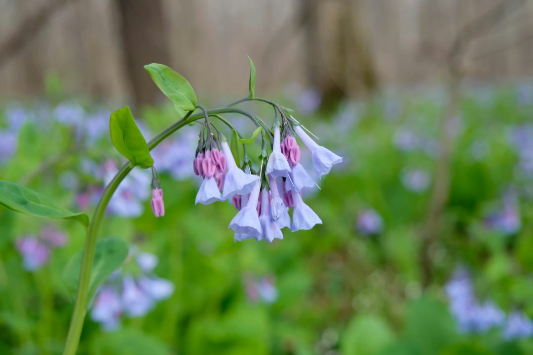 37 Best Spring Flowers: Images & Planting Info | Bouqs Blog