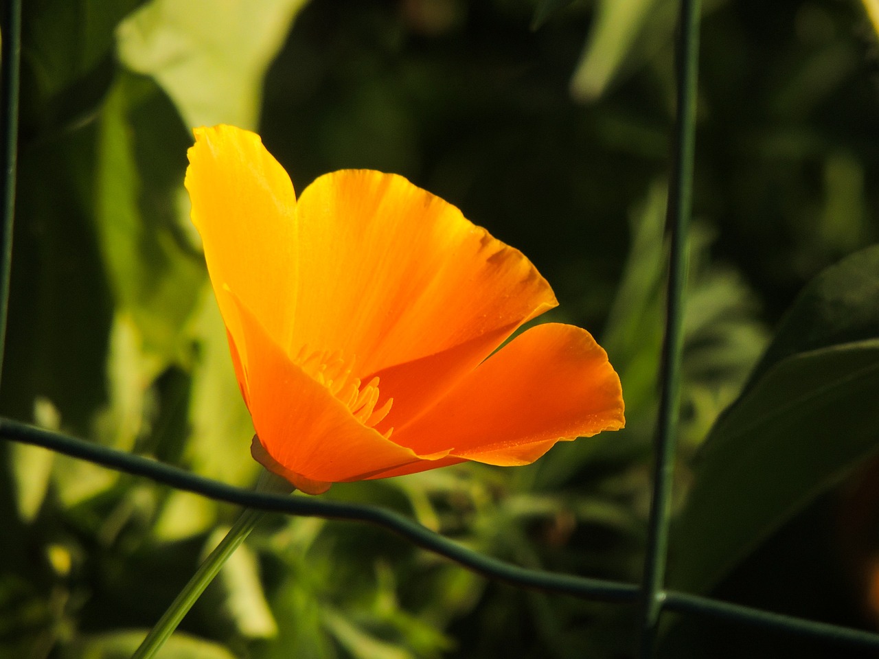 20 Orange Flowers: Images & Care Tips | Bouqs Blog