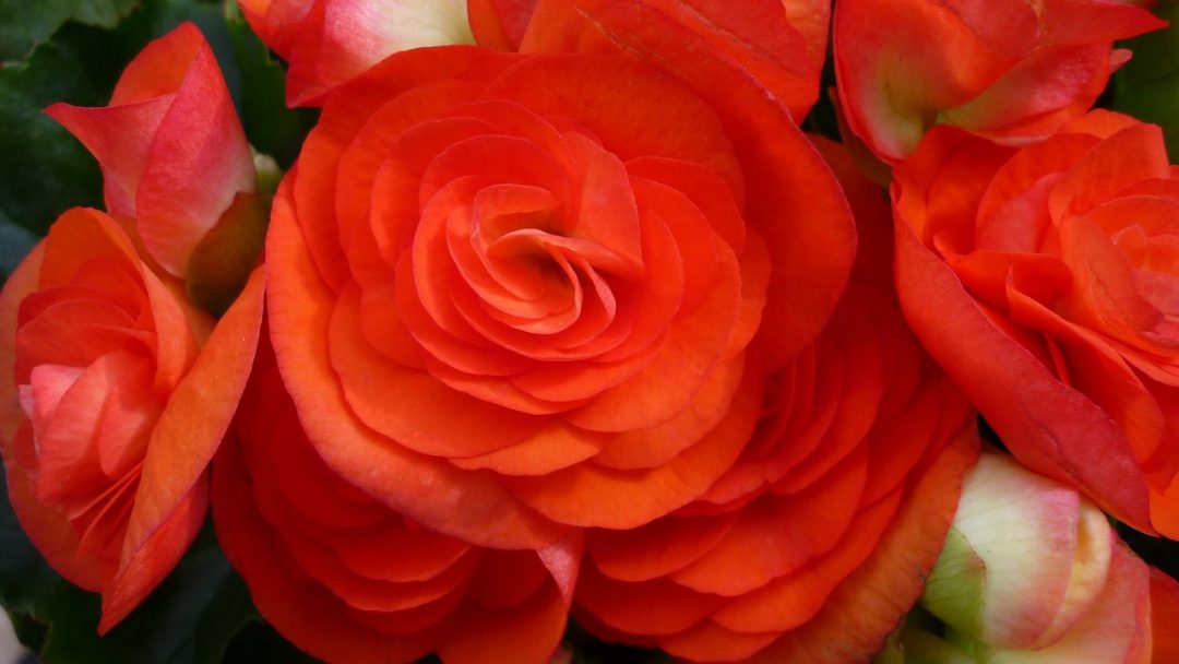 20 Orange Flowers: Images & Care Tips | Bouqs Blog