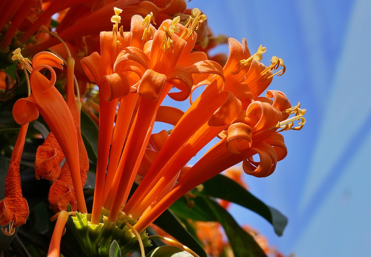 20 Orange Flowers: Images & Care Tips | Bouqs Blog