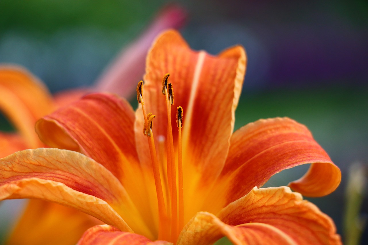 20 Orange Flowers: Images & Care Tips | Bouqs Blog