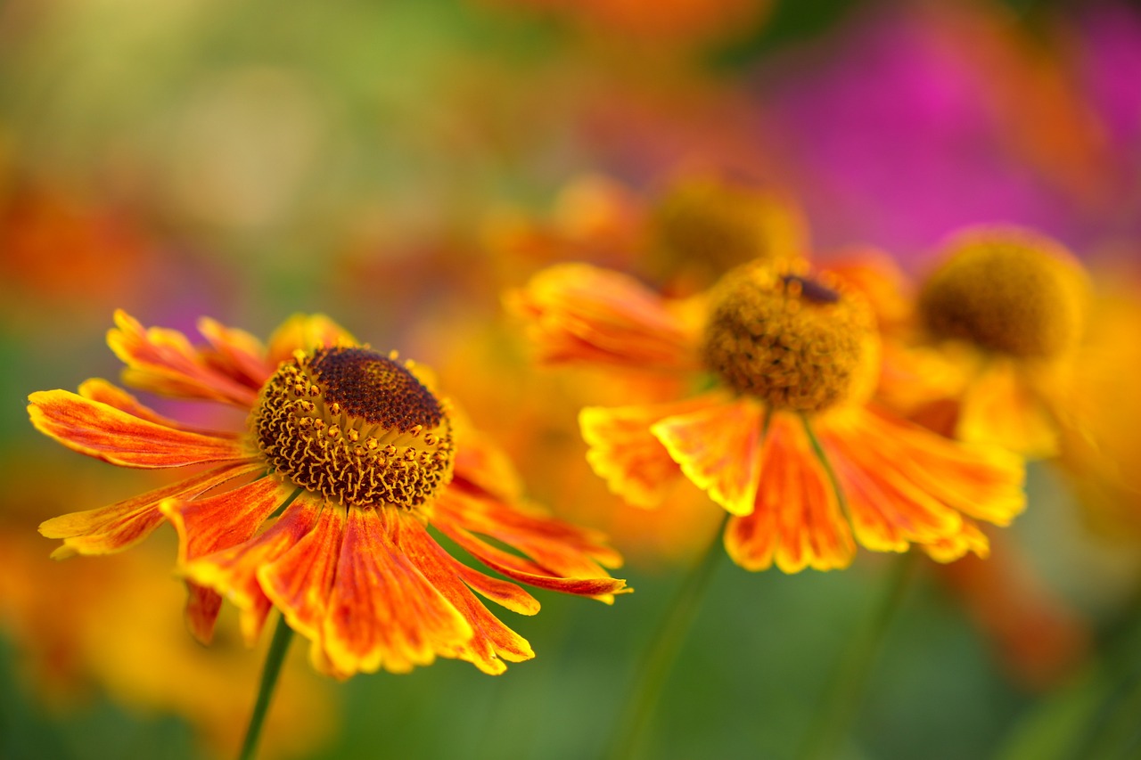 20 Orange Flowers: Images & Care Tips | Bouqs Blog