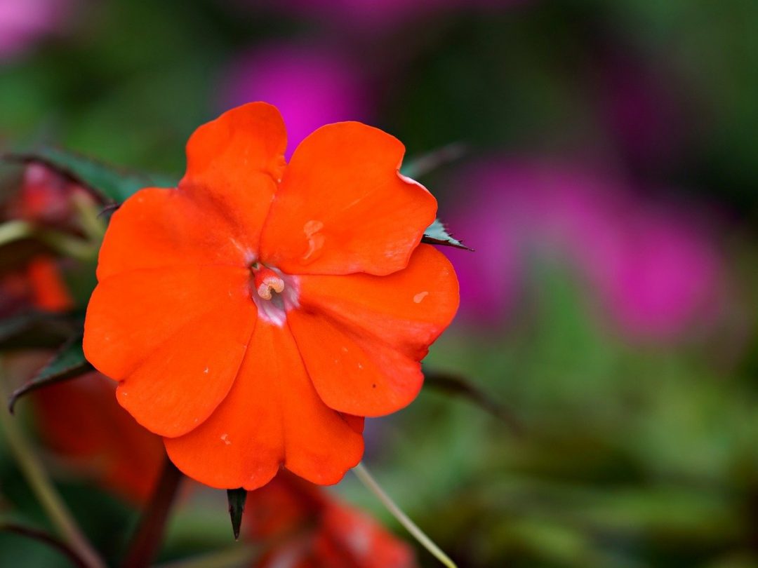 30+ Best Garden Flowers to Plant: Info & Care | Bouqs Blog