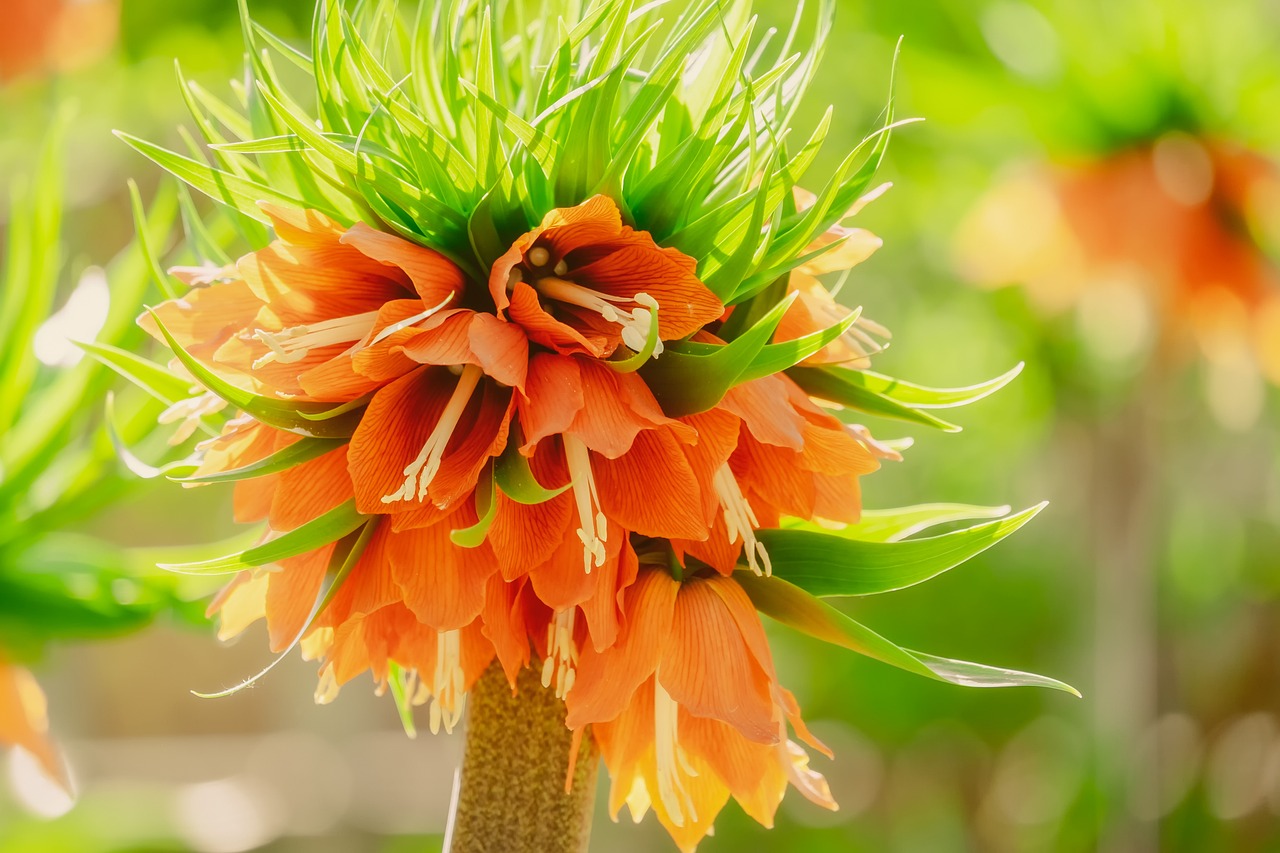 20 Orange Flowers: Images & Care Tips | Bouqs Blog