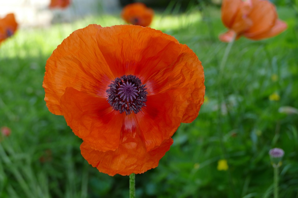 20 Orange Flowers: Images & Care Tips | Bouqs Blog