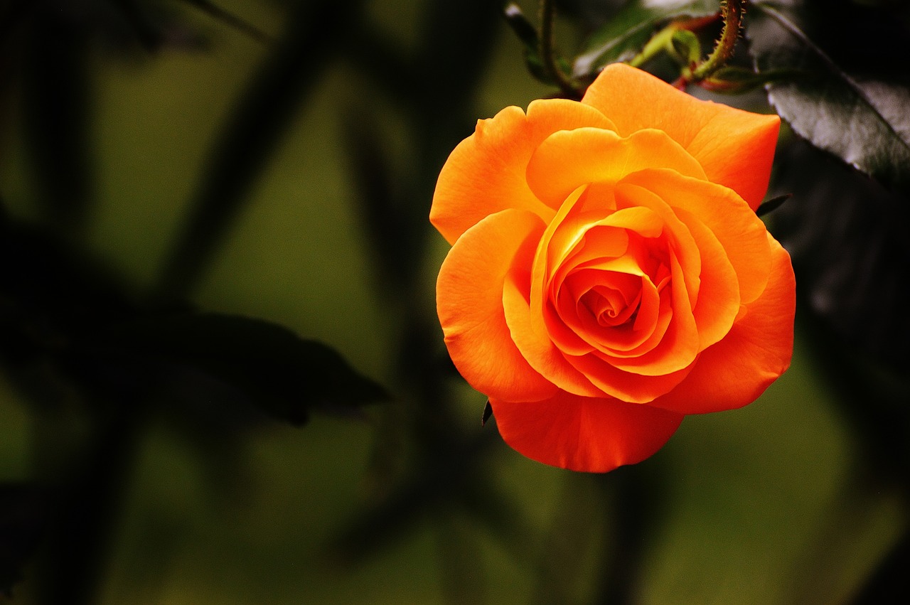 25 Flowers in Mythology: Meanings & Symbols | Bouqs Blog