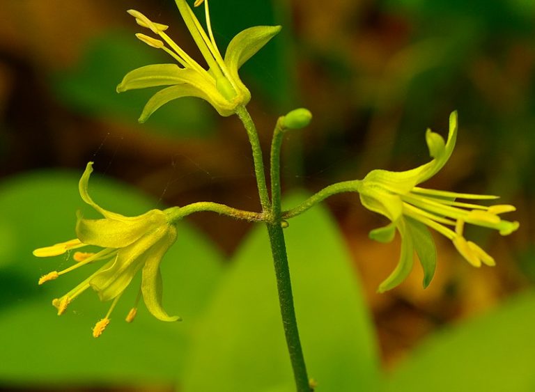 20 Mountain Flowers: Flowers That Grow On Mountains | Bouqs Blog