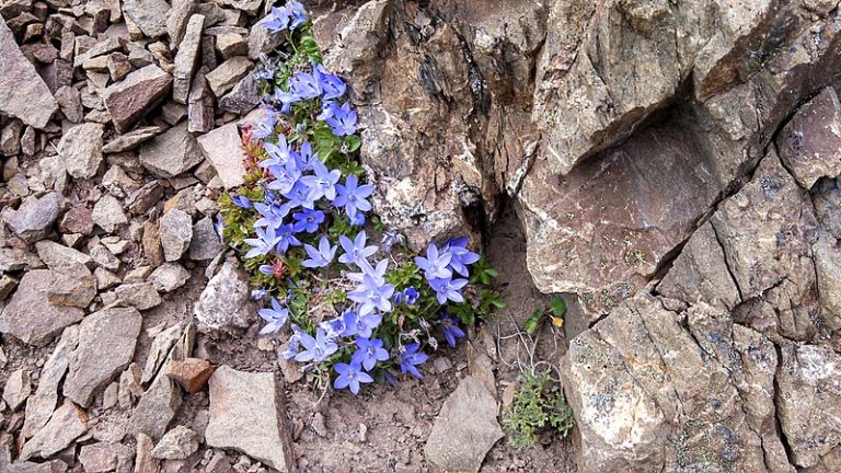 20 Mountain Flowers: Flowers That Grow On Mountains | Bouqs Blog