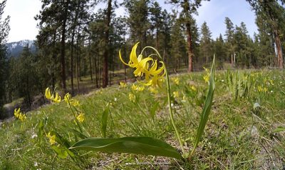 20 Mountain Flowers: Flowers That Grow On Mountains | Bouqs Blog