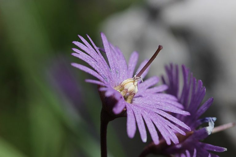 20 Mountain Flowers: Flowers That Grow On Mountains | Bouqs Blog
