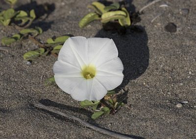 20 Best Coastal Flowers: Oceanside Flowers | Bouqs Blog