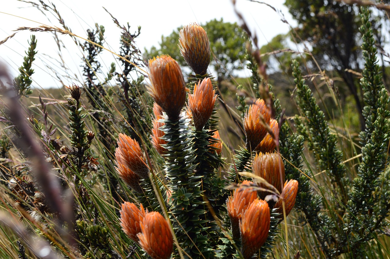 20 Mountain Flowers: Flowers That Grow On Mountains | Bouqs Blog