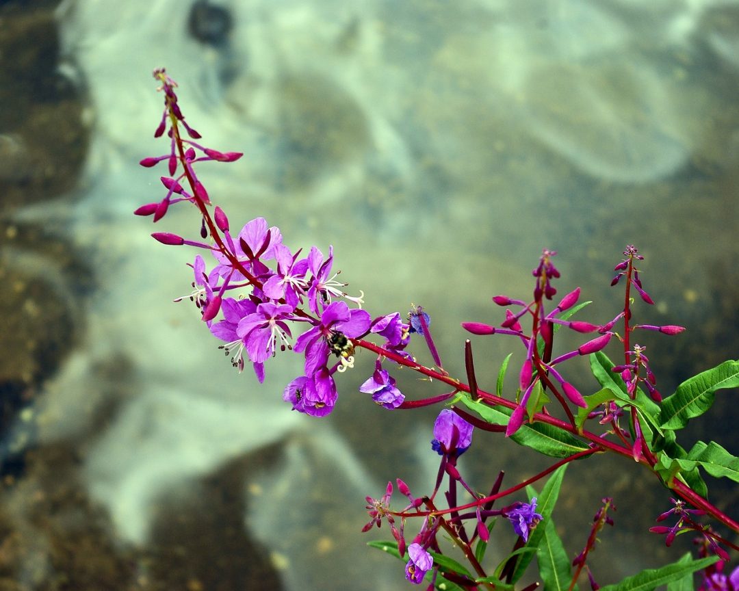20 Mountain Flowers: Flowers That Grow On Mountains | Bouqs Blog