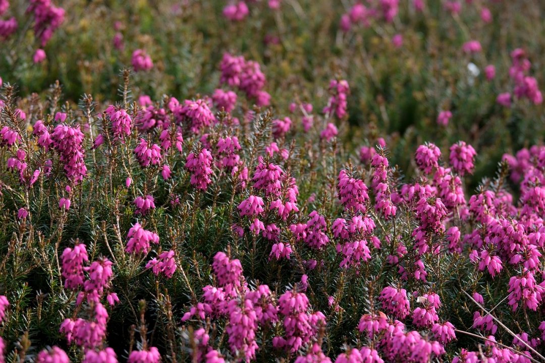 20 Mountain Flowers: Flowers That Grow On Mountains | Bouqs Blog