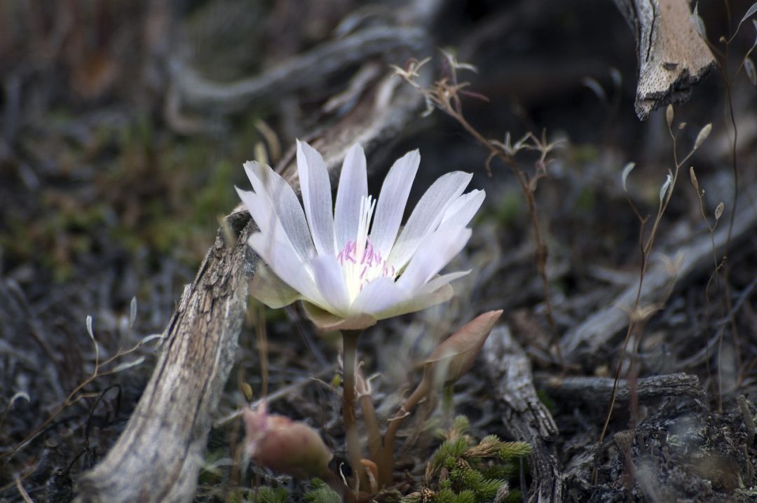 20 Mountain Flowers: Flowers That Grow On Mountains | Bouqs Blog