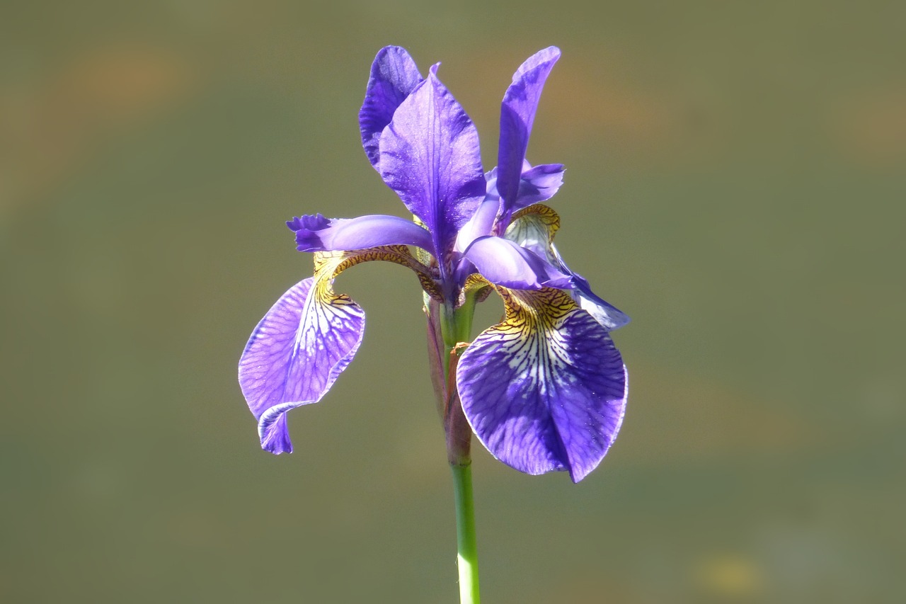 50 Prettiest Flowers: Most Beautiful Flowers | Bouqs Blog