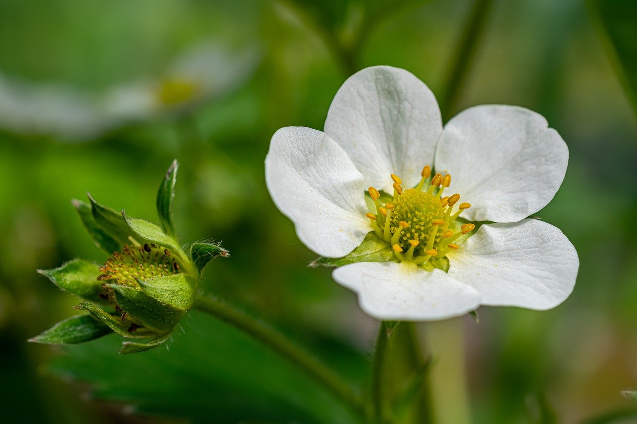 20 Best Coastal Flowers: Oceanside Flowers | Bouqs Blog