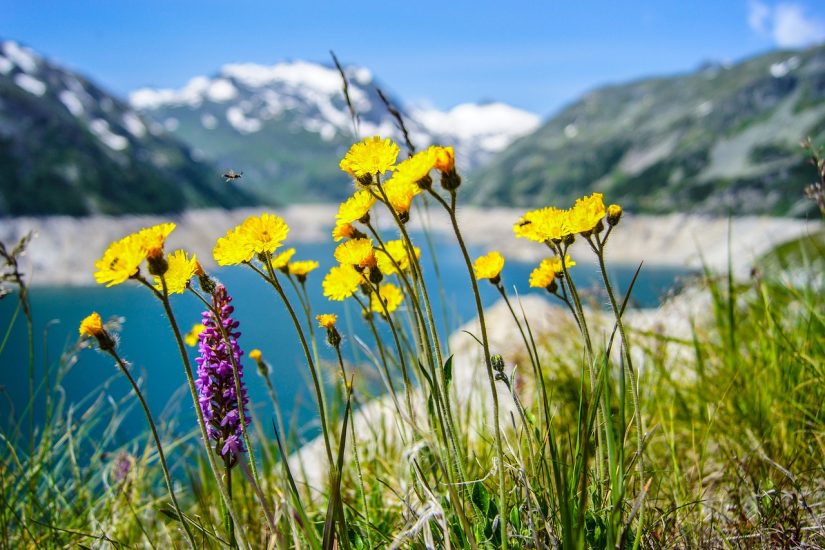 20 Mountain Flowers: Flowers That Grow On Mountains | Bouqs Blog