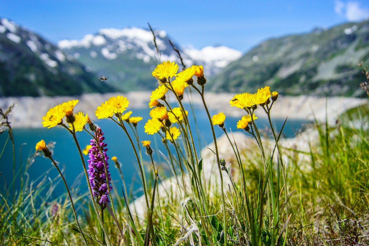 20 Mountain Flowers: Flowers That Grow On Mountains | Bouqs Blog