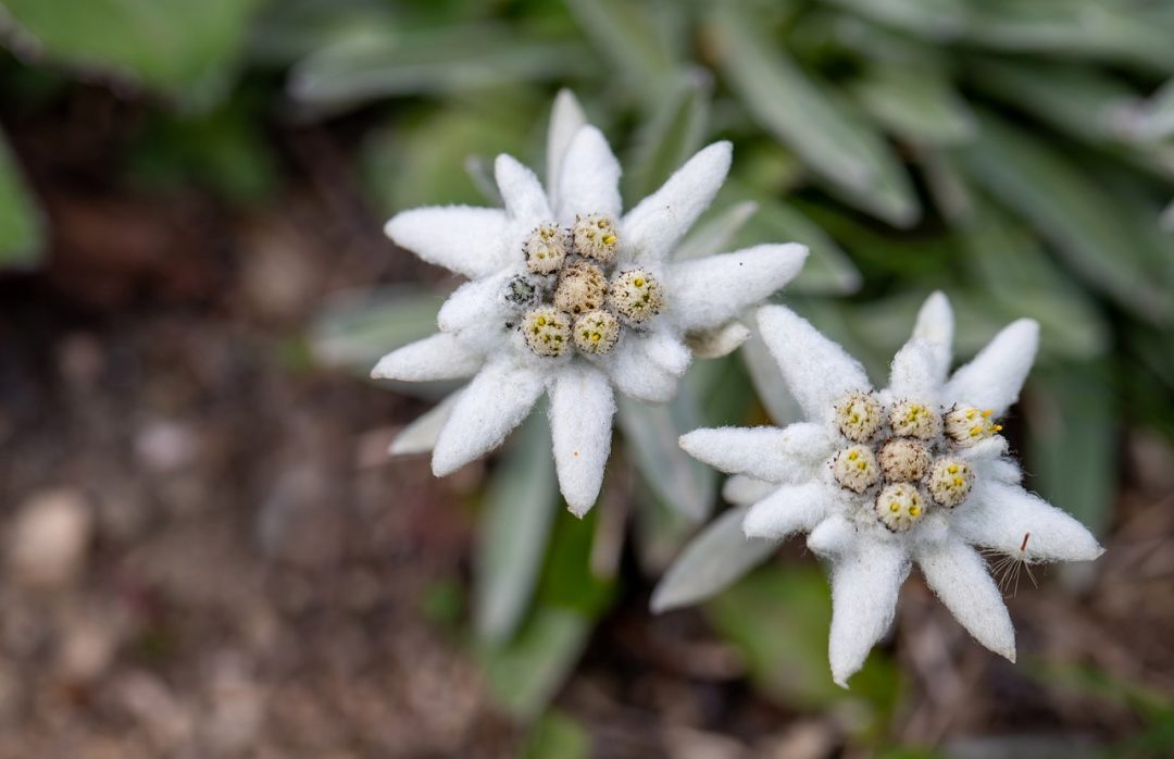 20 Mountain Flowers: Flowers That Grow On Mountains | Bouqs Blog