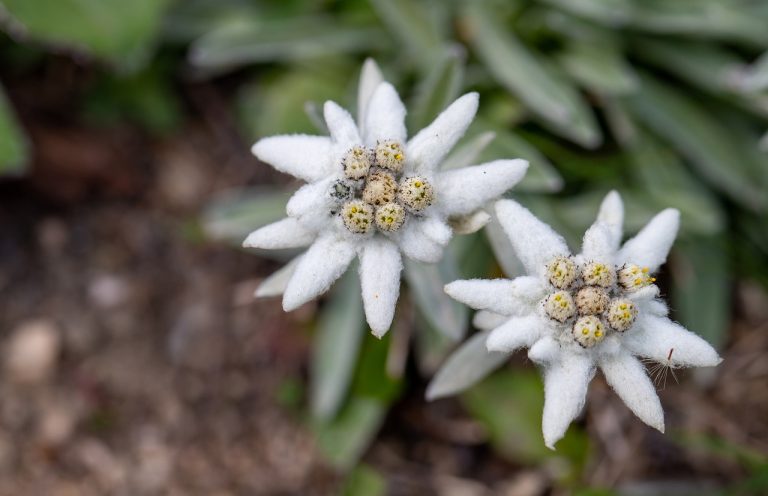 20 Mountain Flowers: Flowers That Grow On Mountains | Bouqs Blog