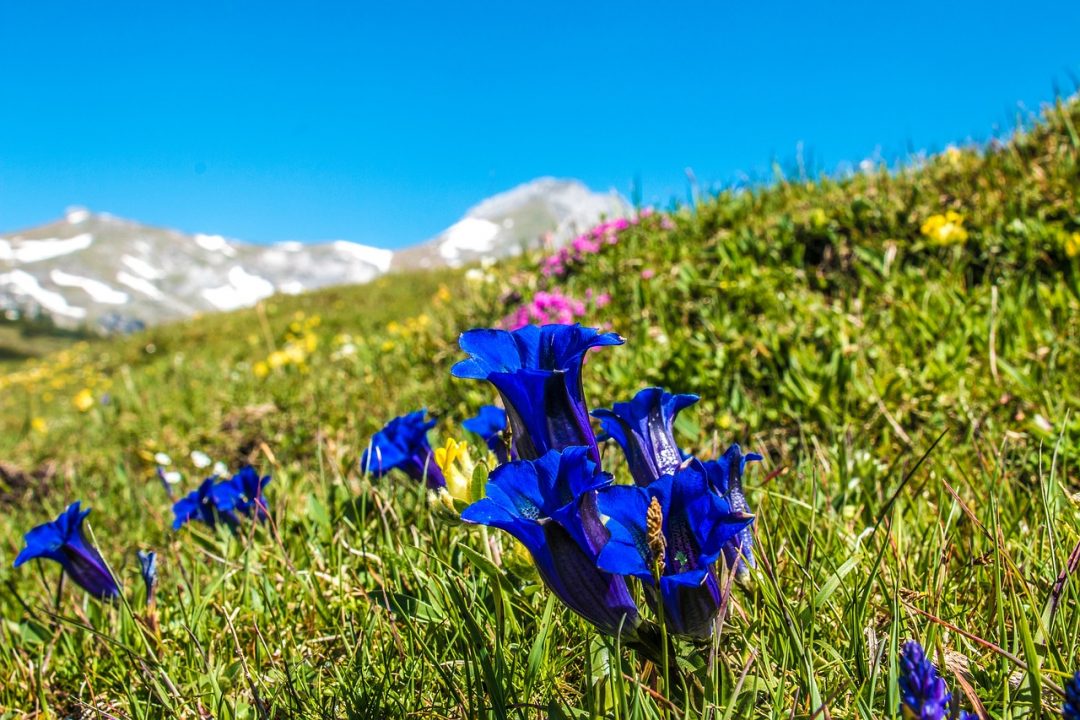 20 Mountain Flowers: Flowers That Grow On Mountains | Bouqs Blog