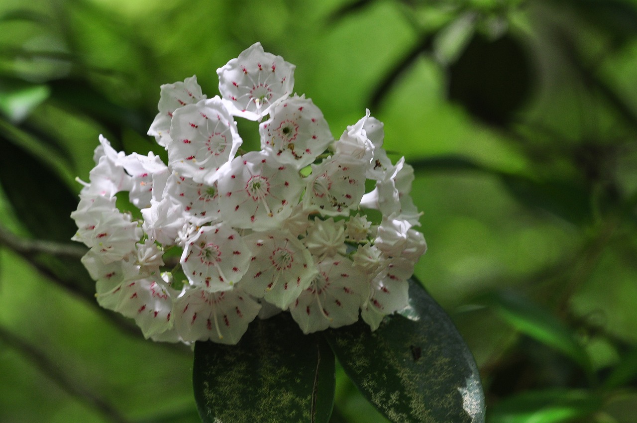 20 Mountain Flowers: Flowers That Grow On Mountains | Bouqs Blog