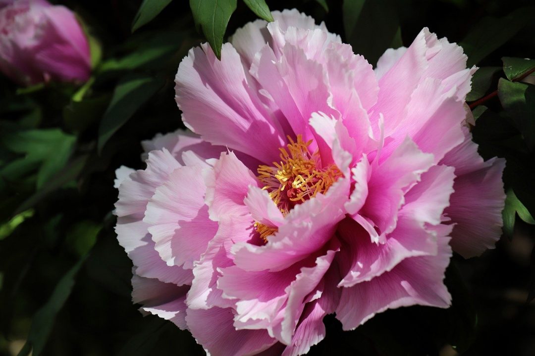 25 Flowers in Mythology: Meanings & Symbols | Bouqs Blog