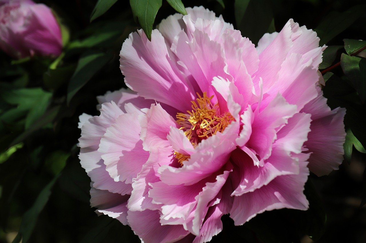 15 Best Flowers for Easter: Baskets, Bouquets | Bouqs Blog