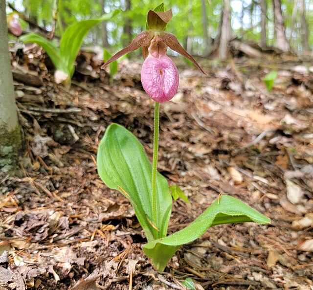 20 Mountain Flowers: Flowers That Grow On Mountains | Bouqs Blog