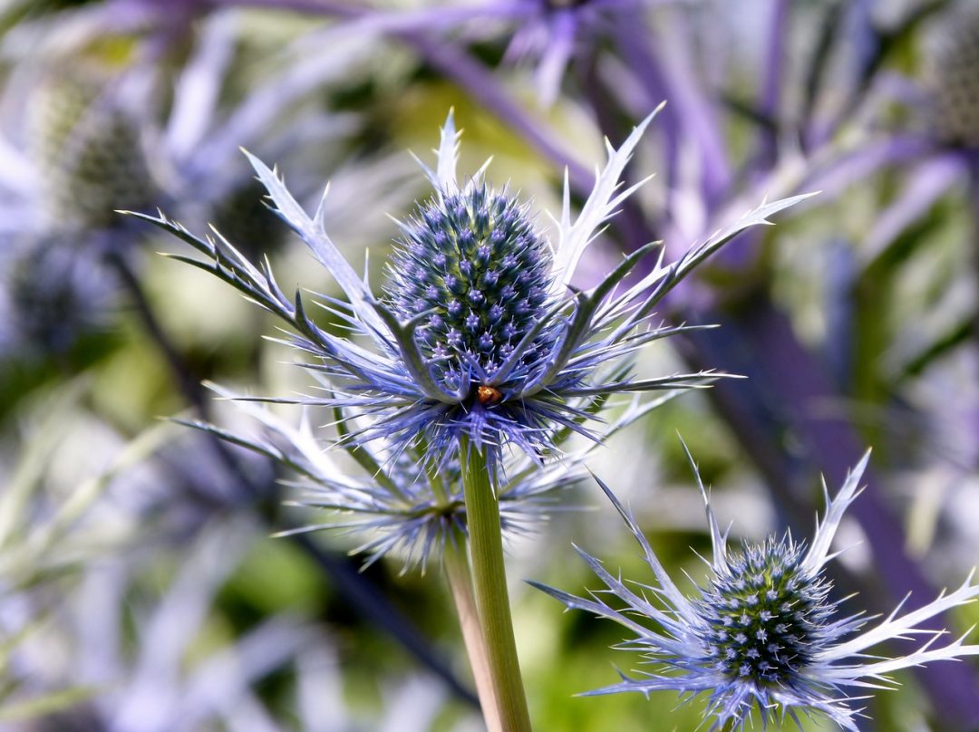 20 Best Coastal Flowers: Oceanside Flowers | Bouqs Blog