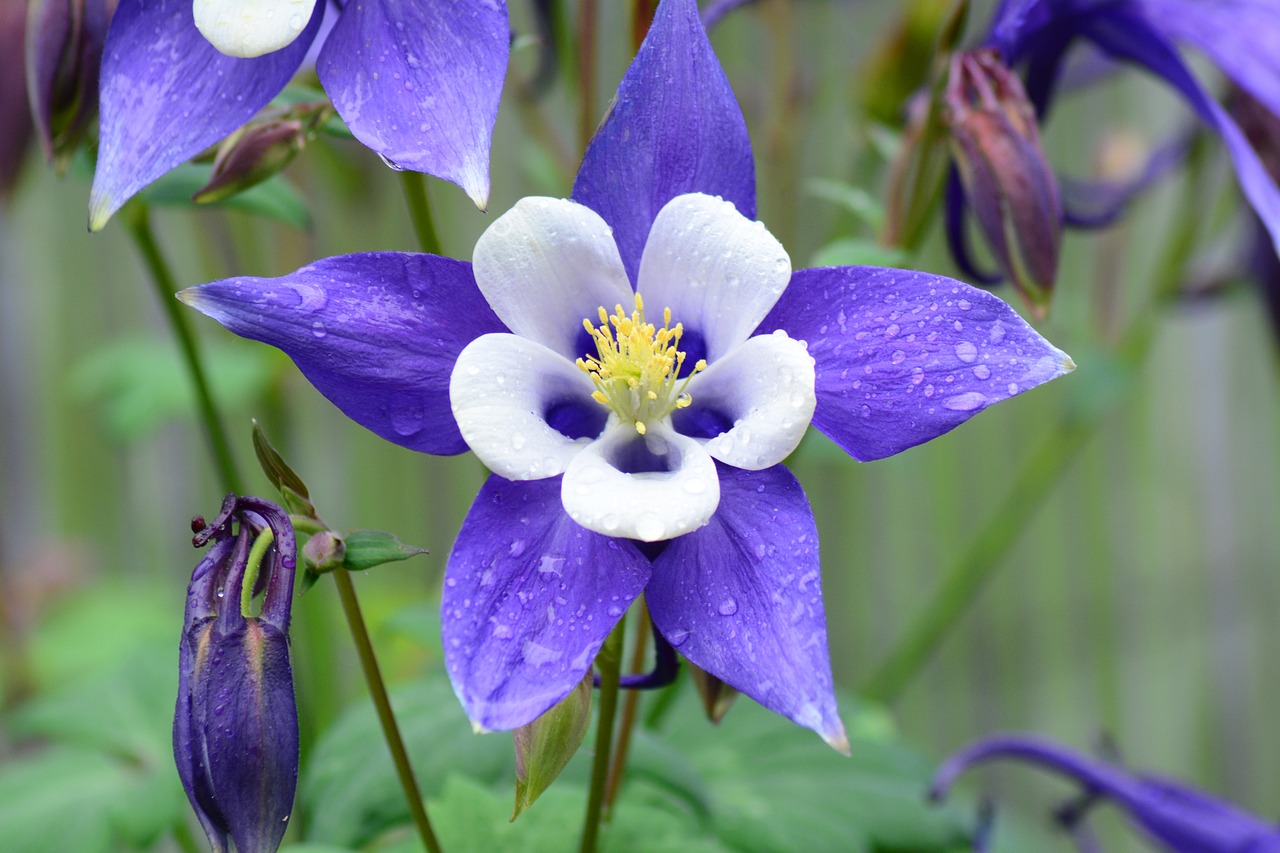 20 Mountain Flowers: Flowers That Grow On Mountains | Bouqs Blog