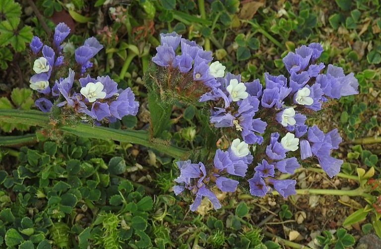 20 Best Coastal Flowers: Oceanside Flowers | Bouqs Blog