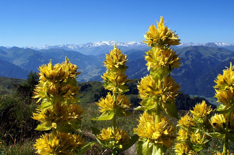 20 Mountain Flowers: Flowers That Grow On Mountains | Bouqs Blog