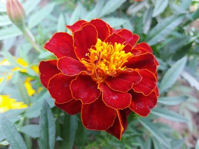 28 Varieties of Red Flowers: Images & Info | Bouqs Blog