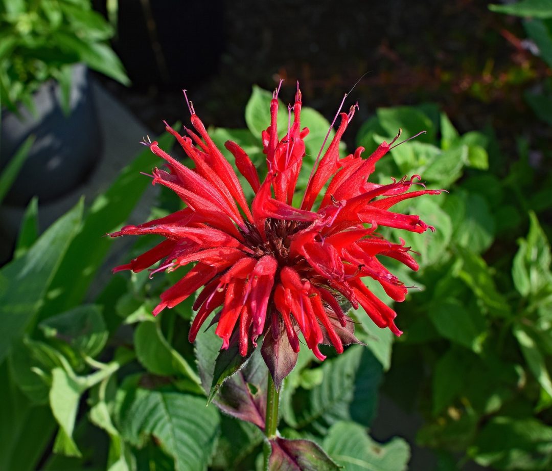 28 Varieties of Red Flowers: Images & Info | Bouqs Blog