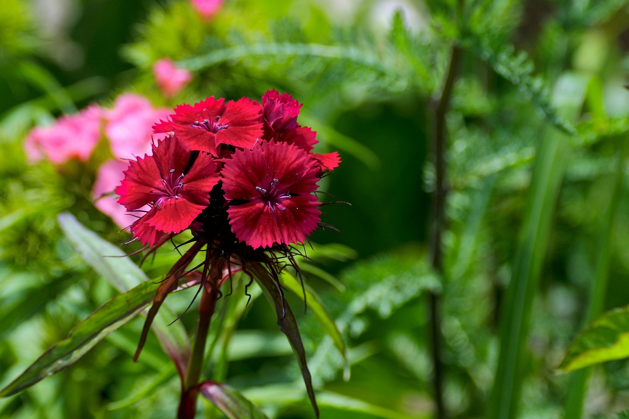 28 Varieties of Red Flowers: Images & Info | Bouqs Blog