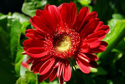 28 Varieties of Red Flowers: Images & Info | Bouqs Blog
