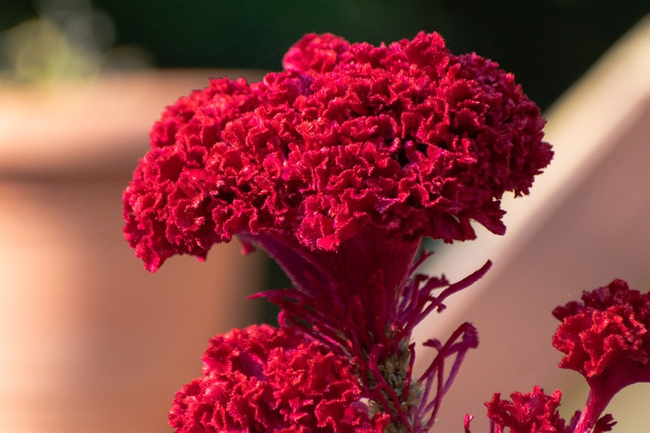 28 Varieties of Red Flowers: Images & Info | Bouqs Blog