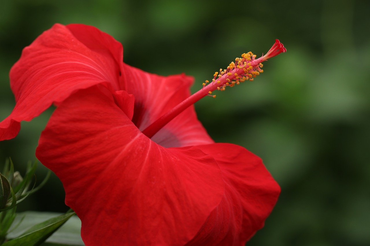 28 Varieties of Red Flowers: Images & Info | Bouqs Blog