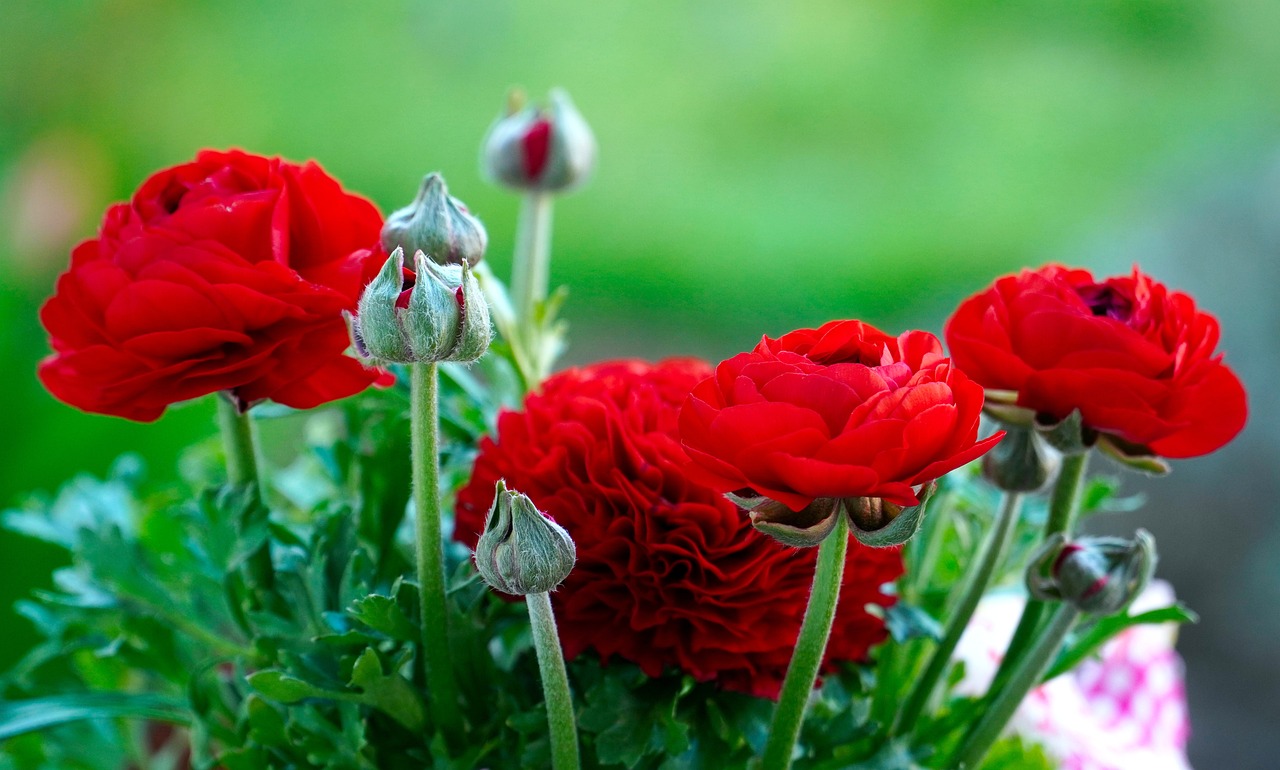 28 Varieties of Red Flowers: Images & Info | Bouqs Blog