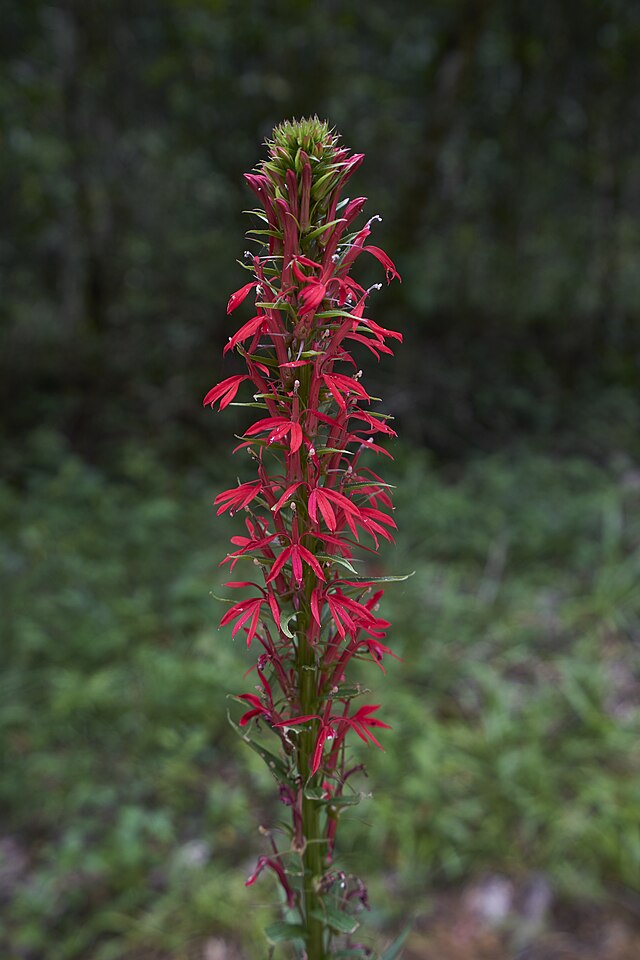 28 Varieties of Red Flowers: Images & Info | Bouqs Blog