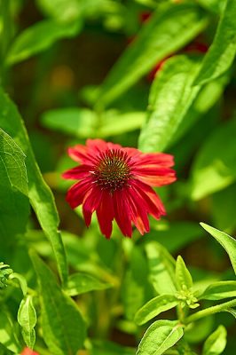28 Varieties of Red Flowers: Images & Info | Bouqs Blog