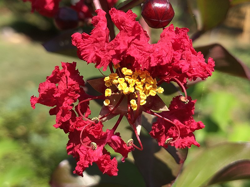 28 Varieties of Red Flowers: Images & Info | Bouqs Blog
