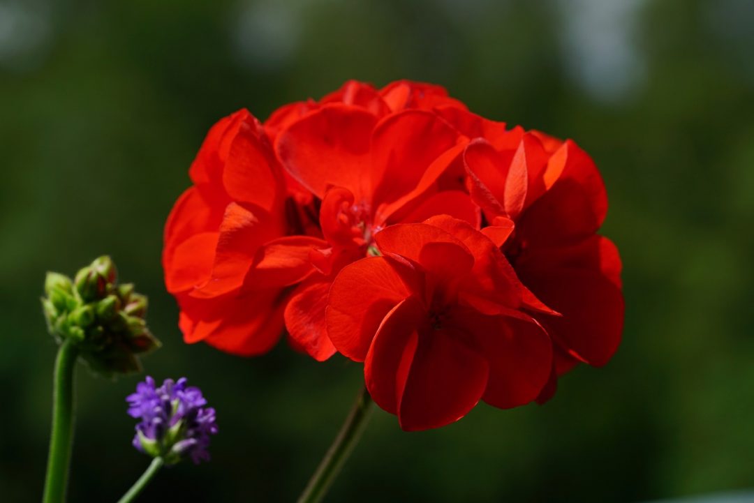 28 Varieties of Red Flowers: Images & Info | Bouqs Blog