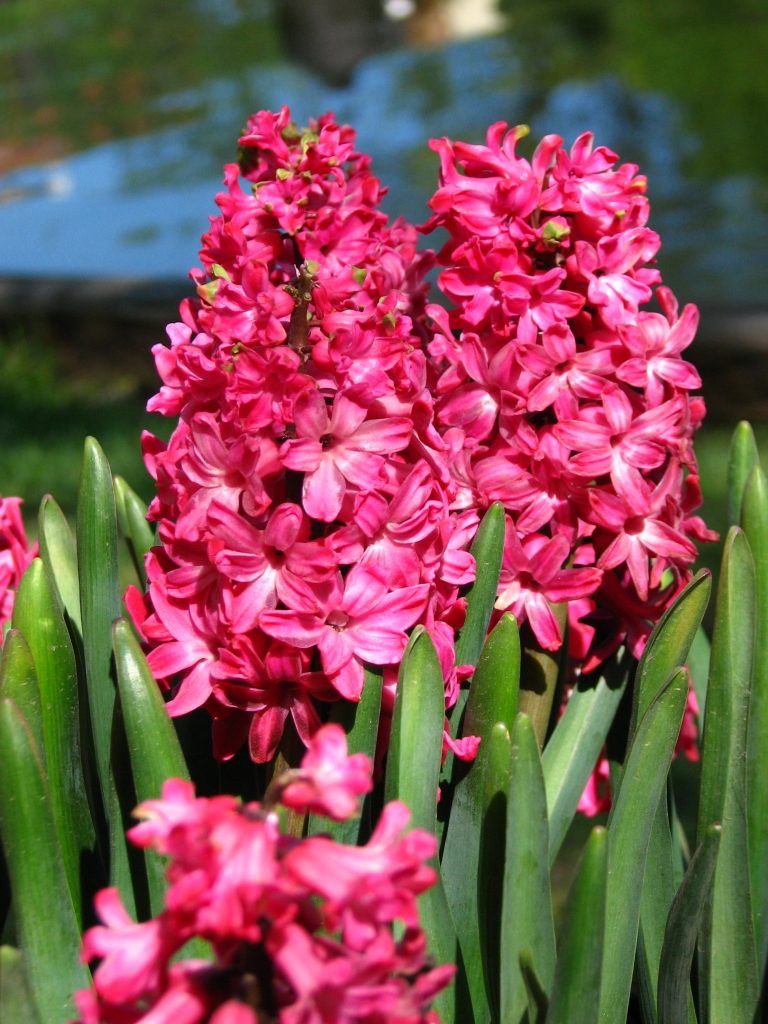 28 Varieties of Red Flowers: Images & Info | Bouqs Blog