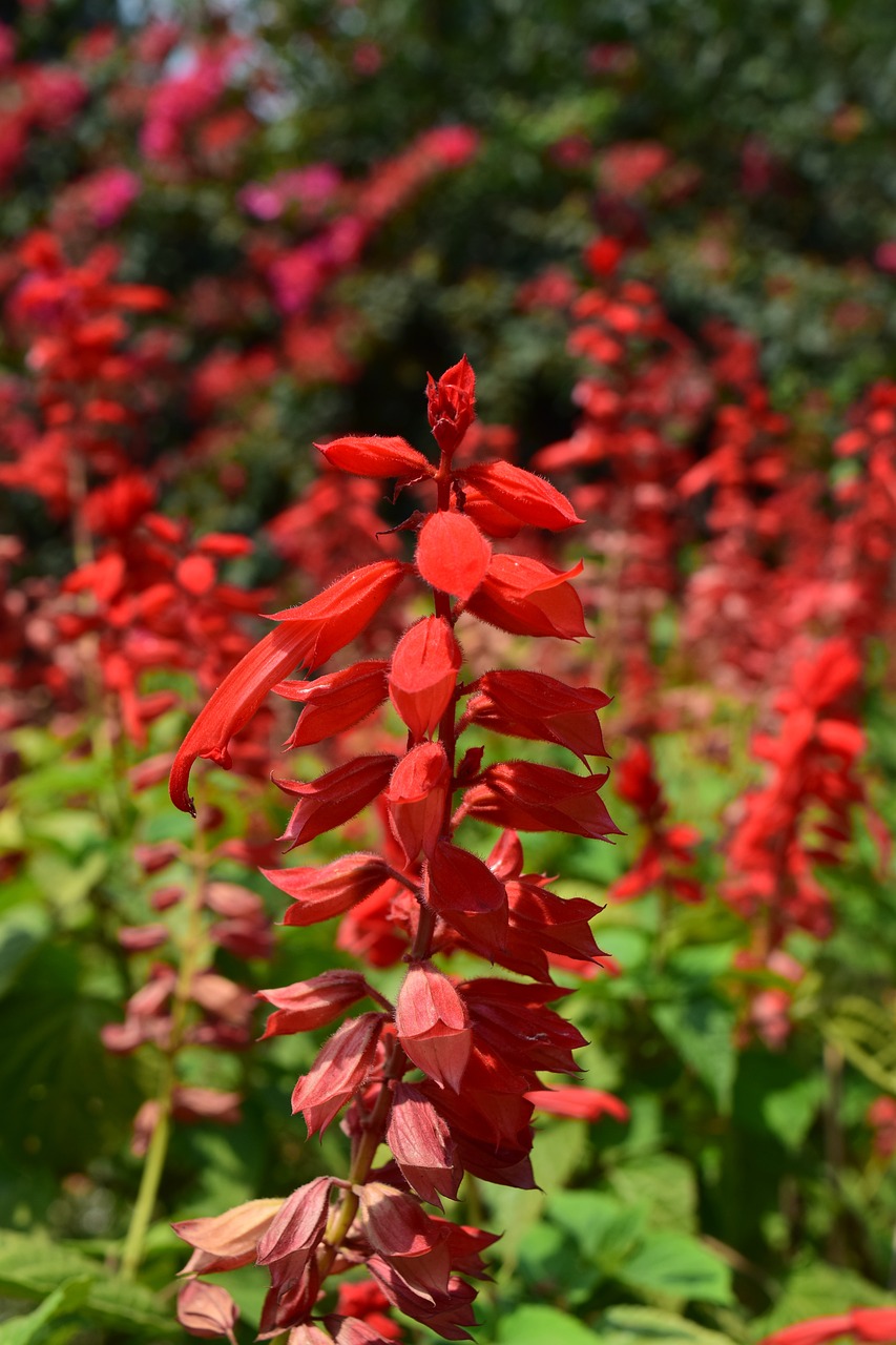 28 Varieties of Red Flowers: Images & Info | Bouqs Blog