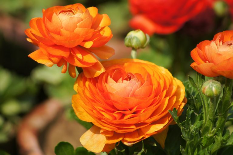 90+ Types of Flowers: Flower Names & Photos | Bouqs Blog